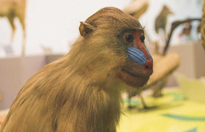 Visit to the Natural History Museum of Santiago | Colegio La Milagrosa